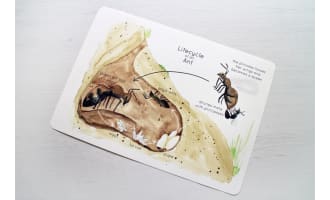 Anatomy of an Ant Colony Poster by Teach Simple