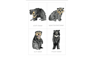 Beach Shell Flashcards and ID Poster Set by Teach Simple