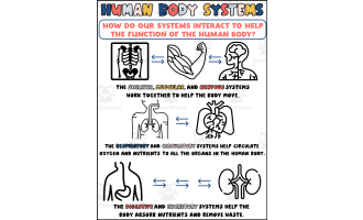 Human Body Systems Printable by Teach Simple