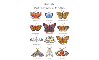 British Sign Language Flash Cards - Greetings and Manners | Woodland ...