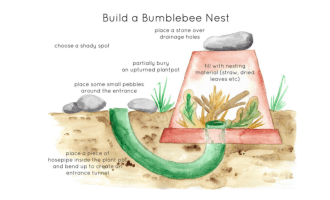 Science Lesson Plan: Let's Build A Nest by Teach Simple