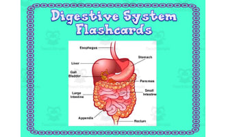 Human Digestive System - Google Slides and PowerPoint Lesson by Teach ...