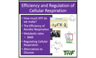 Krebs Cycle and the ETC - Aerobic Cellular Respiration- Biology lesson ...