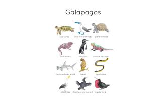 Great Barrier Reef Wildlife Flashcard and Poster Set by Teach Simple