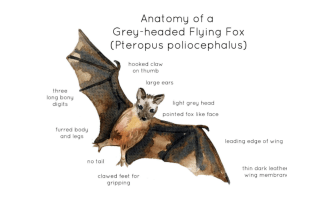 Red Fox Anatomy Printable Poster by Teach Simple