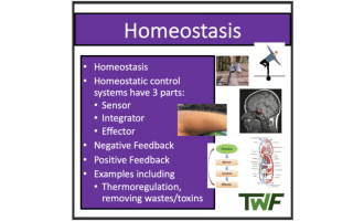 Food as Fuel - Senior High School Biology lesson by Teach Simple