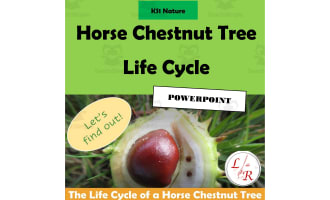 Horse Chestnut Life-cycle Lesson Resource Pack plus PowerPoint by Teach ...