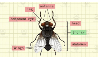 Insect Habitats | Animated Insect Video Lesson by Teach Simple