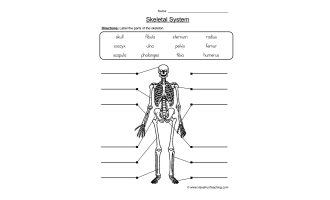 Skeletal System Research Worksheet by Teach Simple