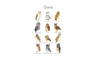 North American Raptors Flashcards | Birds of Prey by Teach Simple