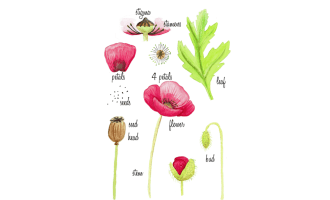 Anatomy of a Dandelion by Teach Simple