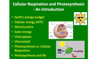 Photosynthesis and Cellular Respiration - Digital Scavenger Hunt ...