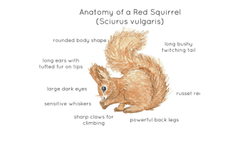 Red Fox Anatomy Printable Poster by Teach Simple