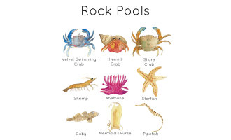 Rock Pool Habitat Poster by Teach Simple