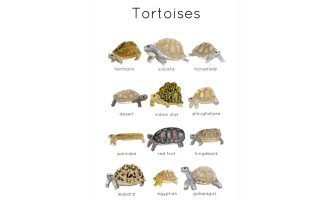 Ugly Duckling Cards For Beginners/Kids by Teach Simple