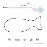 Basic Fish Parts Worksheet by Teach Simple