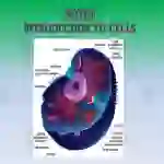 Cell Introduction PowerPoint Presentation by Teach Simple