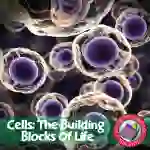 Cells: The Building Blocks of Life Gr. 7-8 by Teach Simple