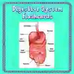 Digestive System Flashcards by Teach Simple