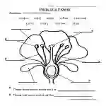 Flower Parts of a Plant Worksheet by Teach Simple