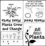 Fold & Read Booklet: All About Plants by Teach Simple