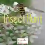 Insect Hunt Printable by Teach Simple
