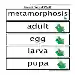 Insects Word Wall by Teach Simple