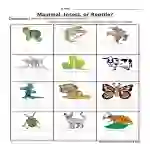 Mammal Insect Reptile Worksheet by Teach Simple