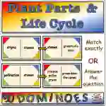 Plants - Anatomy and Life Cycle Dominoes Game - Middle School Science ...