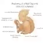 Red Squirrel Anatomy Poster by Teach Simple