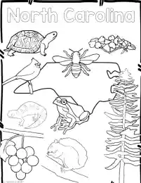 south carolina state symbols coloring pages