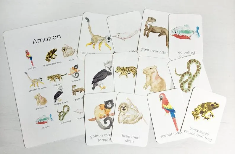 Amazon Rainforest Wildlife Flashcards by Teach Simple