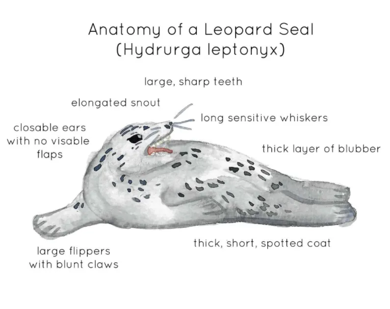 Anatomy of a Leopard Seal by Teach Simple