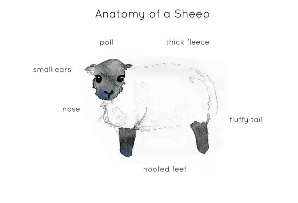 Anatomy of a Sheep by Teach Simple