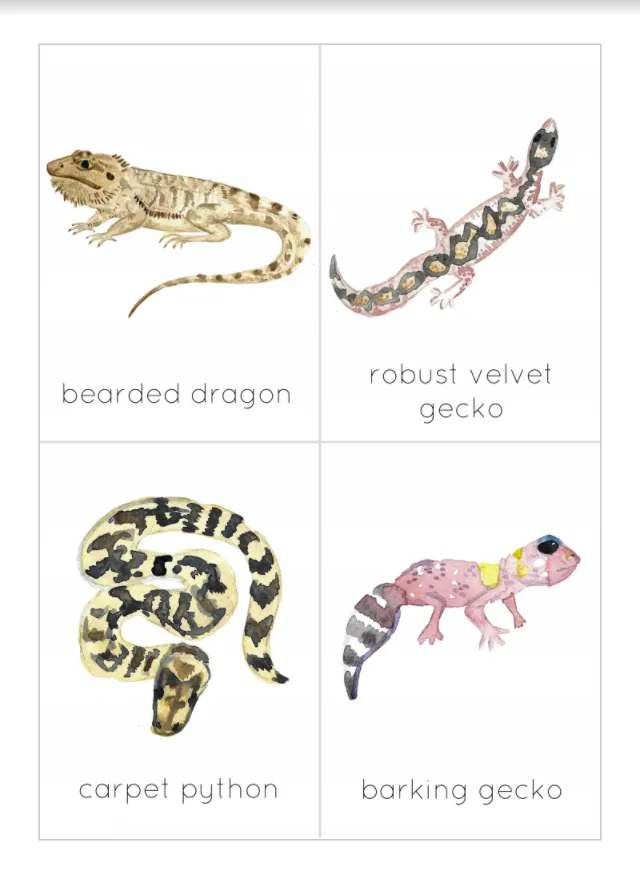 Australian Reptiles Flashcards and Poster Set | Australian Nature Study ...