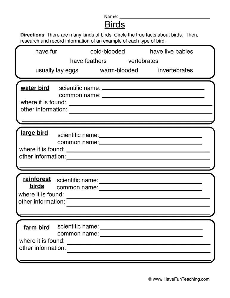 Birds Worksheet by Teach Simple