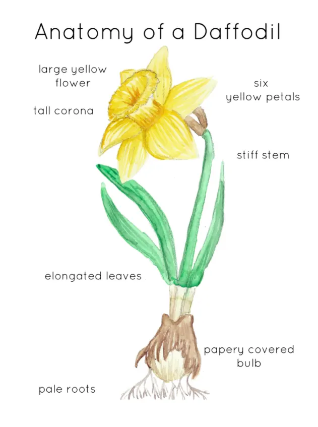 British National Flower Anatomy Posters | Set of 4 Flower Anatomy Posters | Shamrock, Daffodil ...