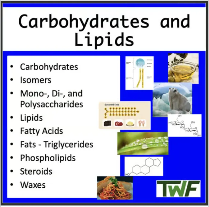Carbohydrates and Lipids - Senior High School Biology lesson by Teach ...