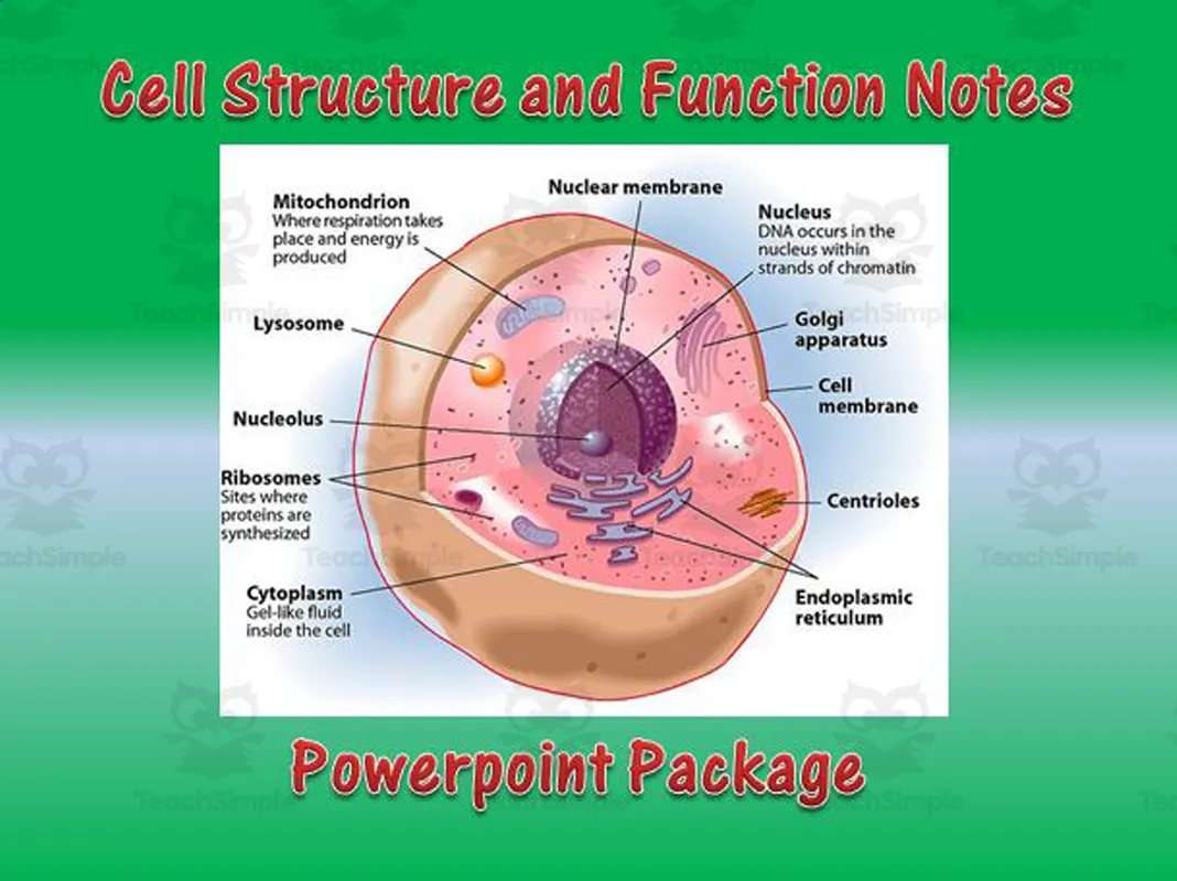 Cell Structure and Function PowerPoint Presentation by Teach Simple