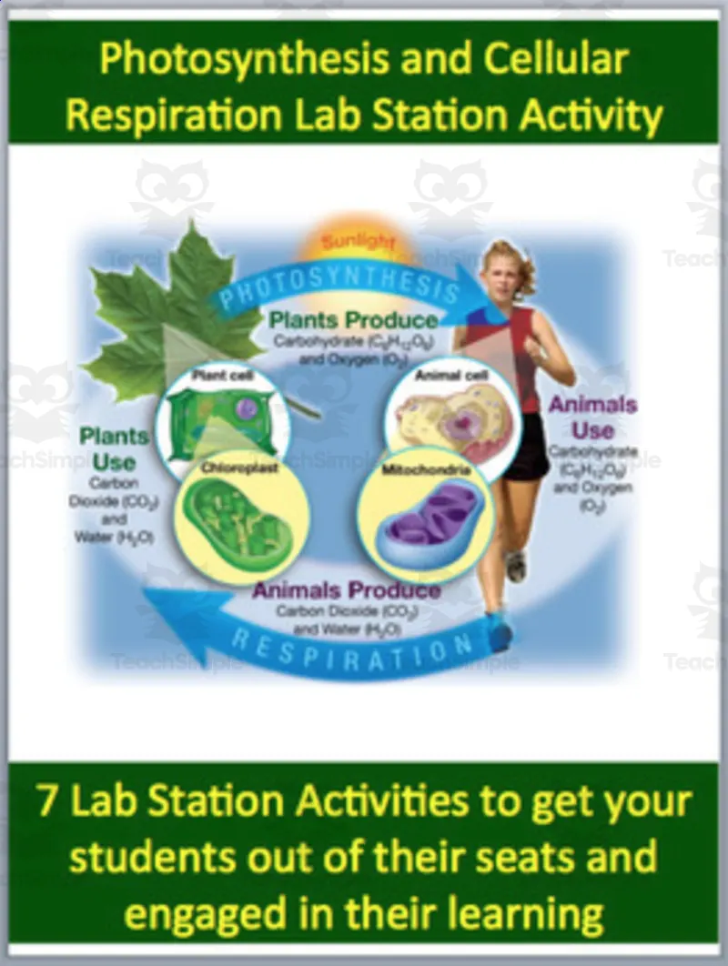 Cellular Respiration and Photosynthesis – Lab Station Activity by Teach ...