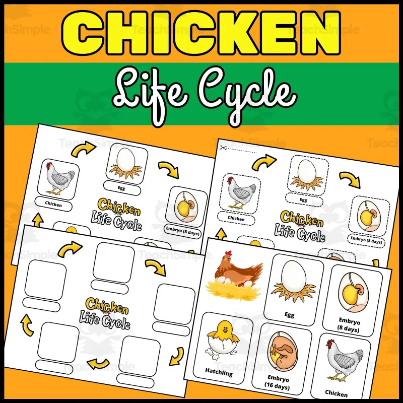 Chicken Life Cycle Worksheets and Flashcards | Farm animals by Teach Simple