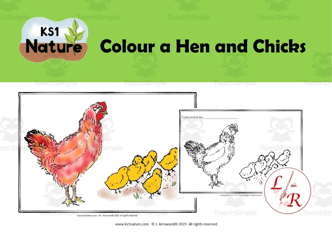 Colour a Hen and Chicks by Teach Simple
