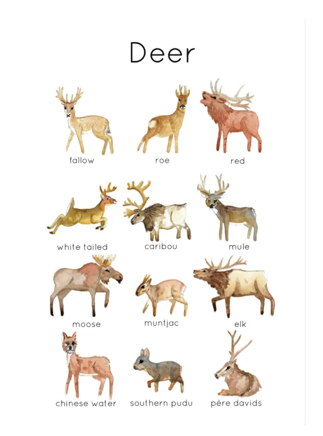 Deer of the World Flashcards | Printable Wildlife Flashcard Set by ...