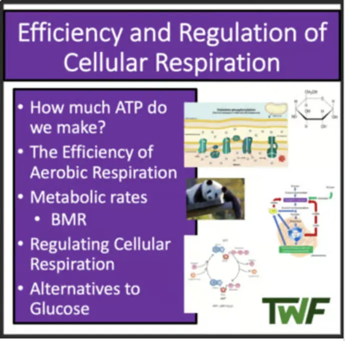 Efficiency and Regulation of Cellular Respiration - Biology lesson by ...