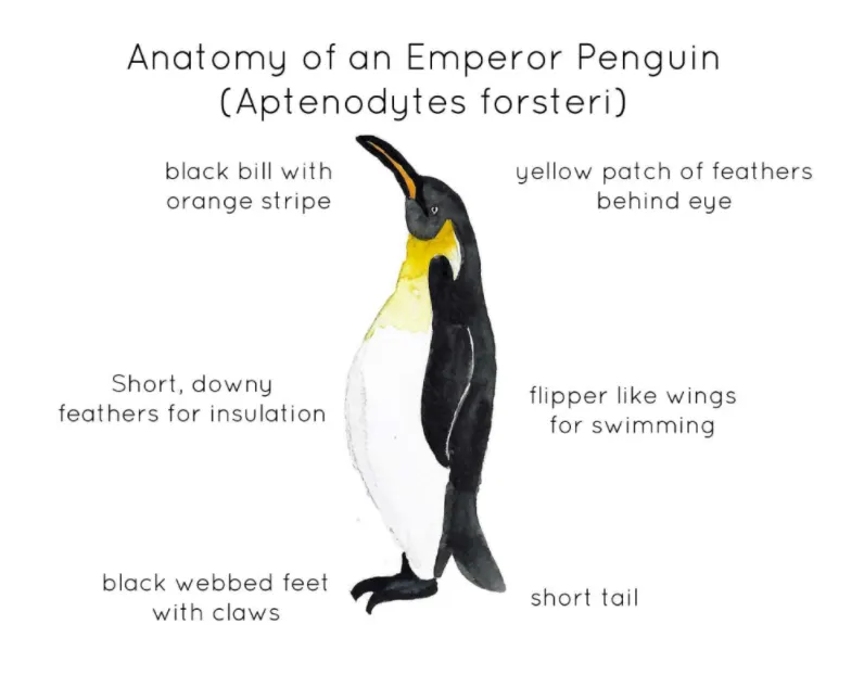 Emperor Penguin Anatomy Printable Poster by Teach Simple