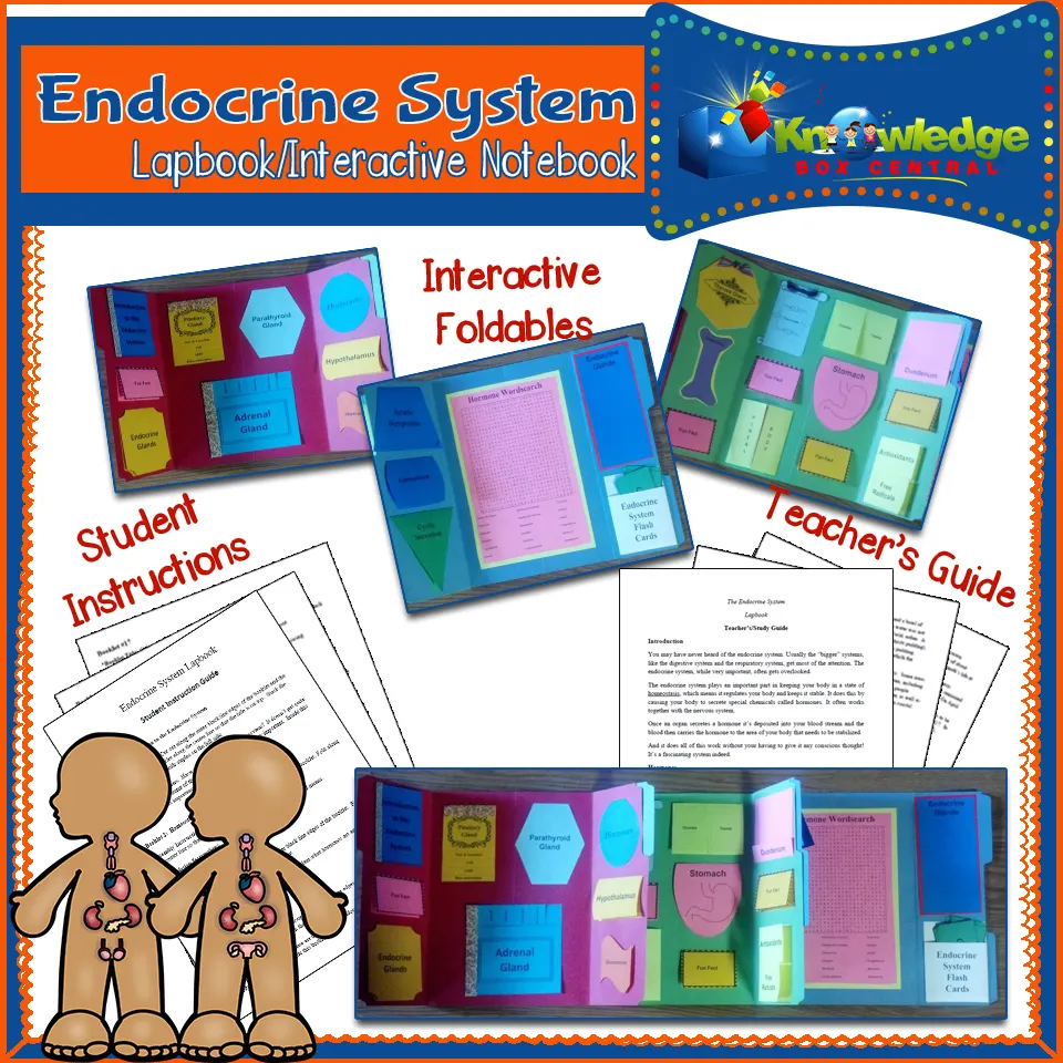 Endocrine System Lapbook / Interactive Notebook - EBOOK by Teach Simple