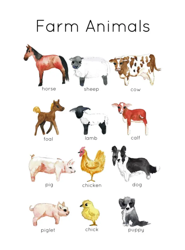 Farm Animals Flash Cards by Teach Simple