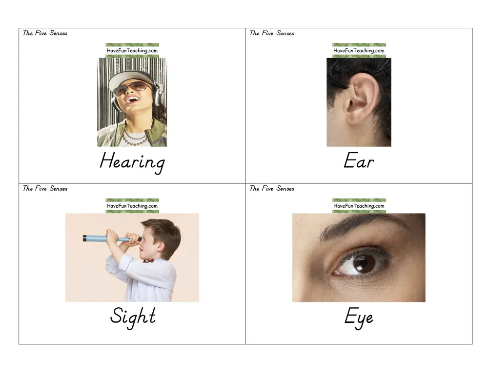 Five Senses Flash Cards by Teach Simple