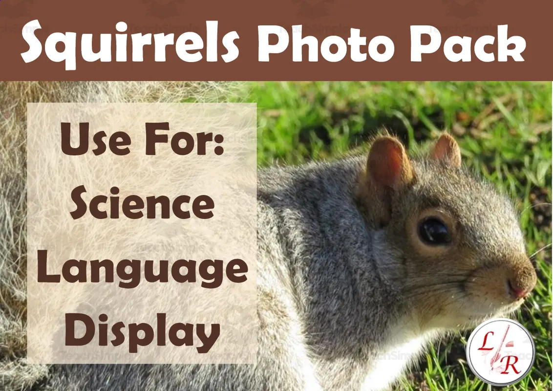 Grey Squirrels Photo Pack by Teach Simple