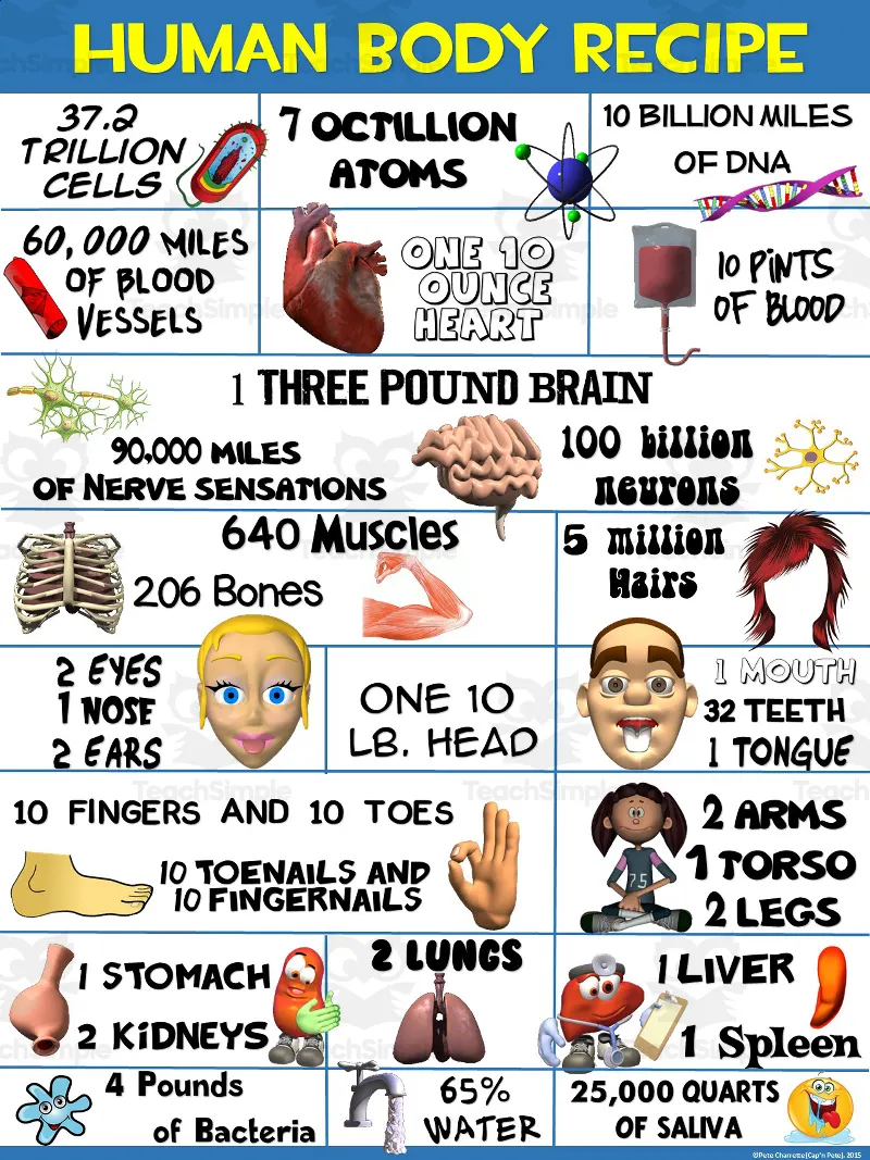 Health Poster Visuals: Human Body Recipe by Teach Simple